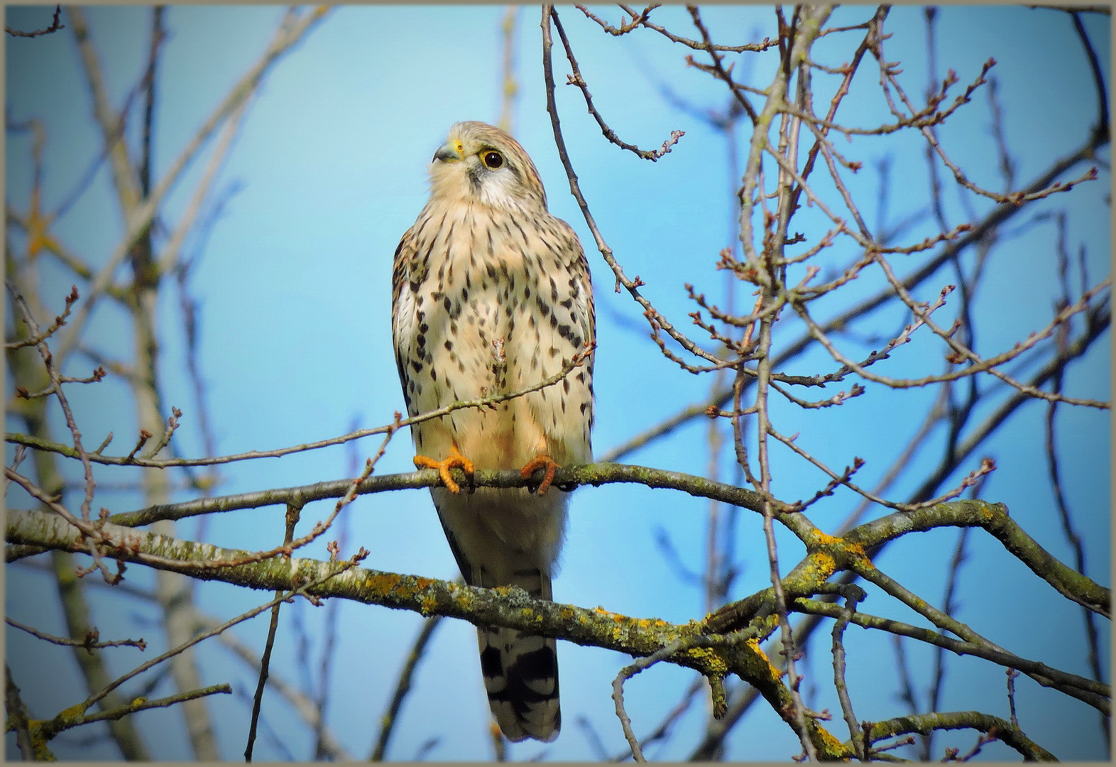 der Falke Foto & Bild | tiere, wildlife, wild lebende vögel Bilder auf ...
