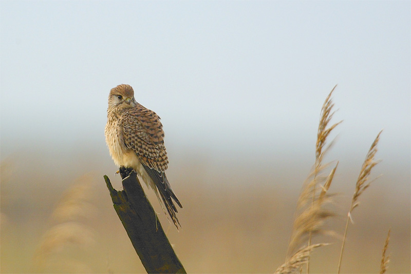 Der Falke Foto & Bild | tiere, wildlife, wild lebende vögel Bilder auf ...