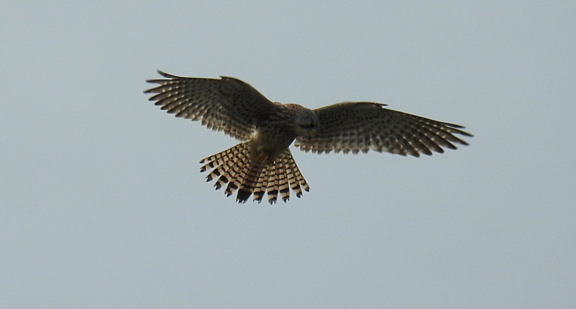 Der Falke Foto & Bild | tiere, wildlife, wild lebende vögel Bilder auf ...