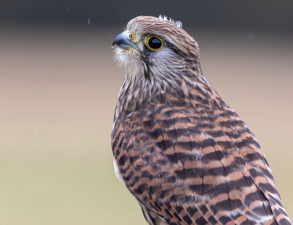 Der Falke Foto & Bild | tiere, zoo, wildpark & falknerei, vögel Bilder ...