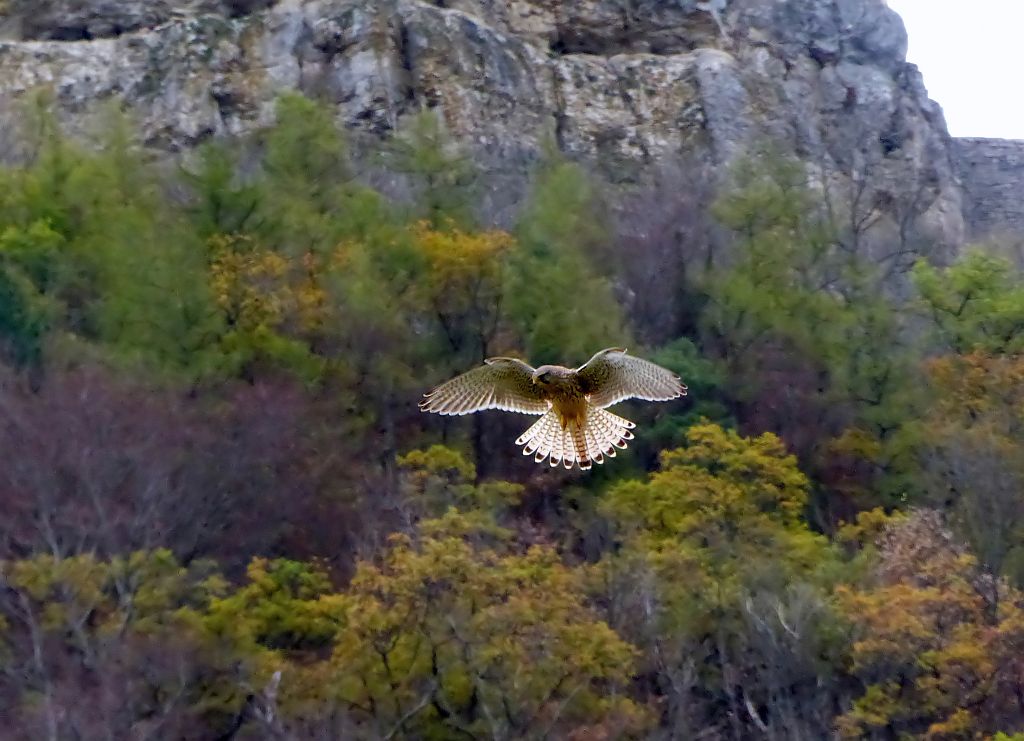 Der Falke Foto & Bild | oktober, wald, natur Bilder auf fotocommunity