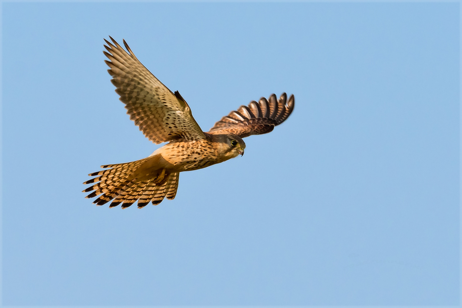 Der Falkenflug Foto & Bild | greifvögel und eulen, himmel, natur Bilder ...