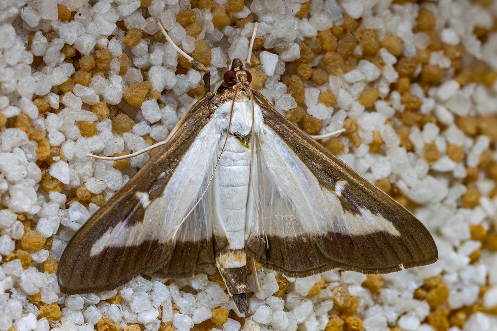 Der Falter Foto & Bild | tiere, wildlife, insekten Bilder auf fotocommunity