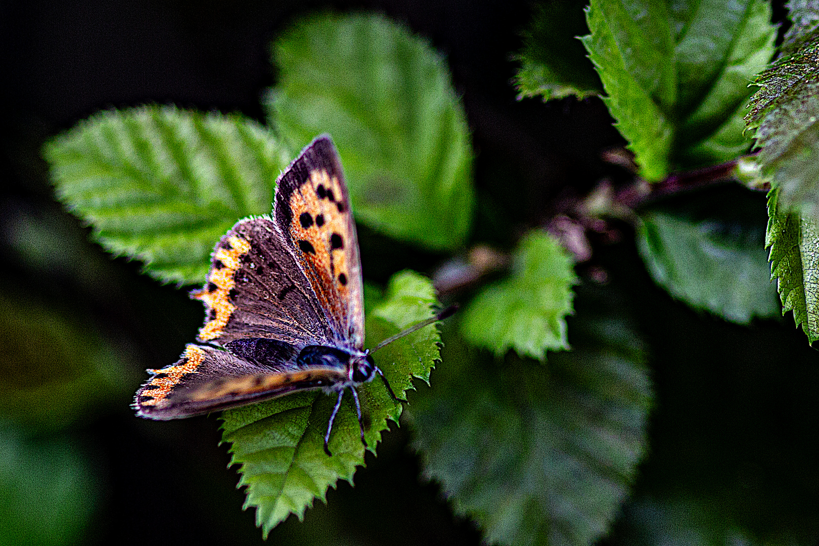 Der Falter ... Foto & Bild | natur, landschaft, pflanzen Bilder auf ...