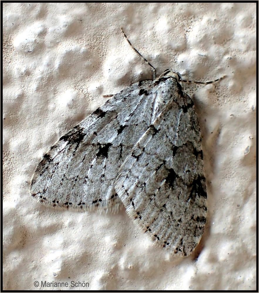 Der Falter hat es richtig gemacht... Foto & Bild | natur, herbst ...