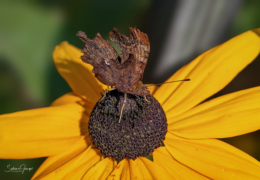 Der Falter mit dem C Foto & Bild | nikon, spezial, natur Bilder auf ...