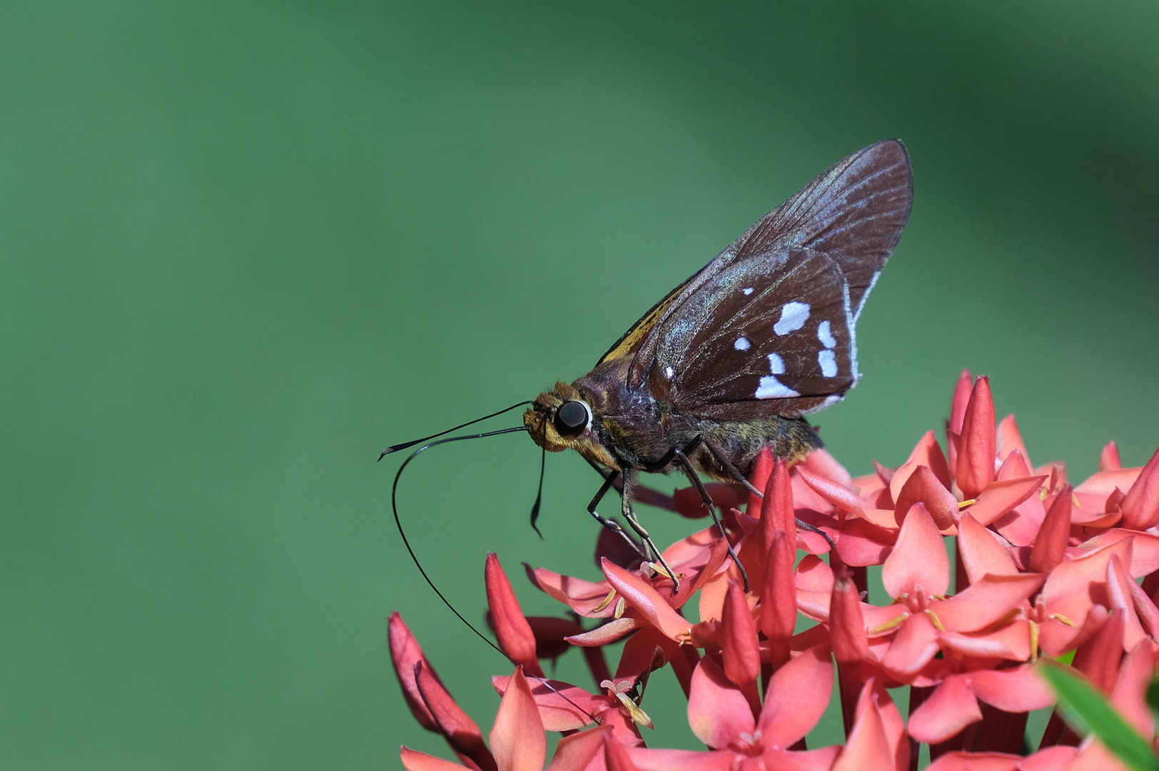 ...der Falter mit den großen Augen... Foto & Bild | world, falter ...