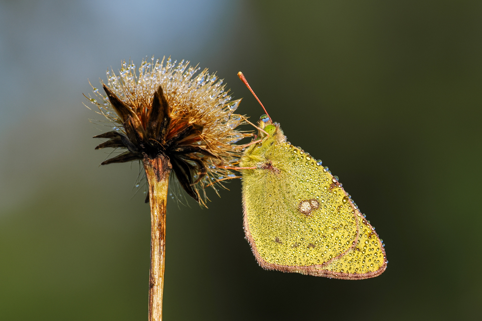 Der Falter mit den vielen Namen Foto & Bild | natur, see, landschaft ...