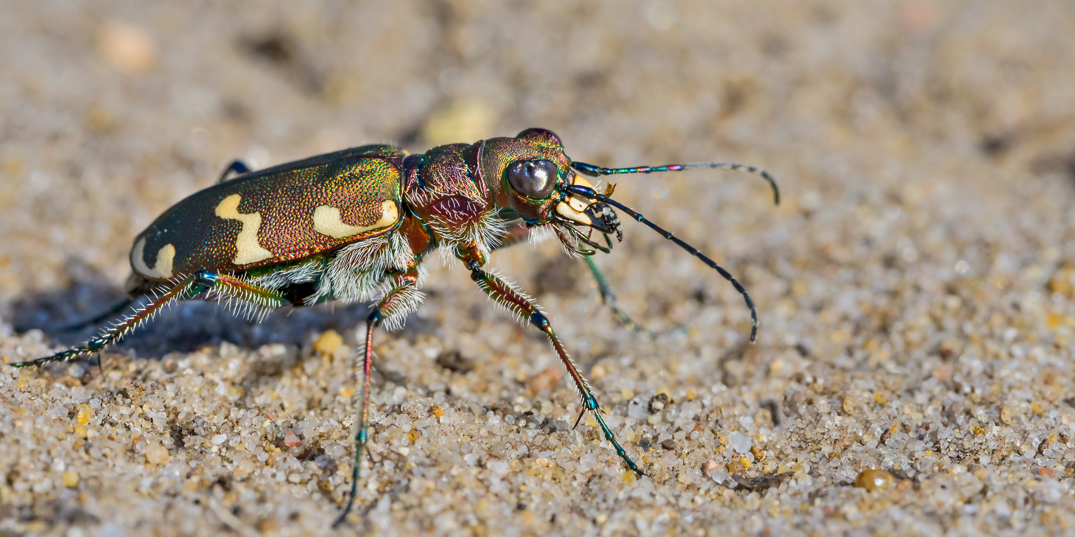 der farbige Räuber Foto & Bild | makro, natur, macro Bilder auf ...