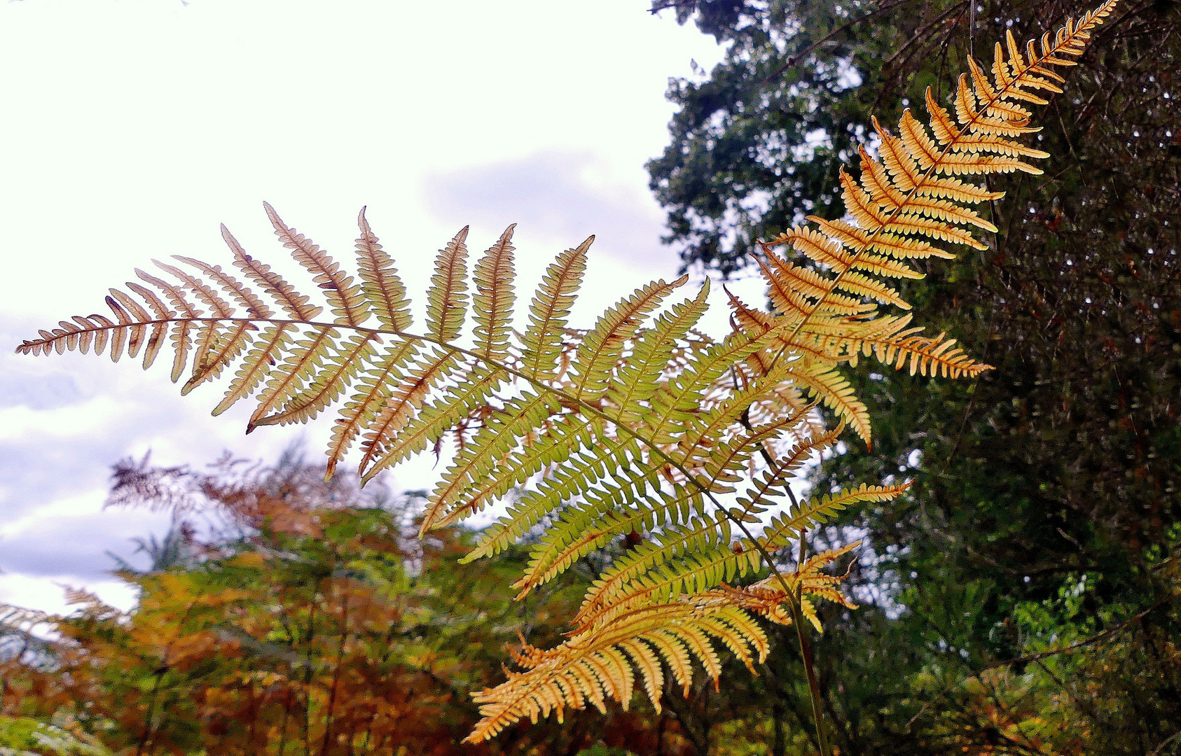 Der Farn hat sich für den Herbstanfang extra fein gemacht Foto & Bild ...