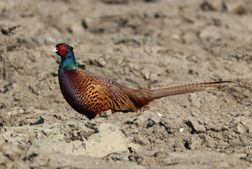 Der Fasan auf Futtersuche Foto & Bild | tiere, wildlife, wild lebende ...