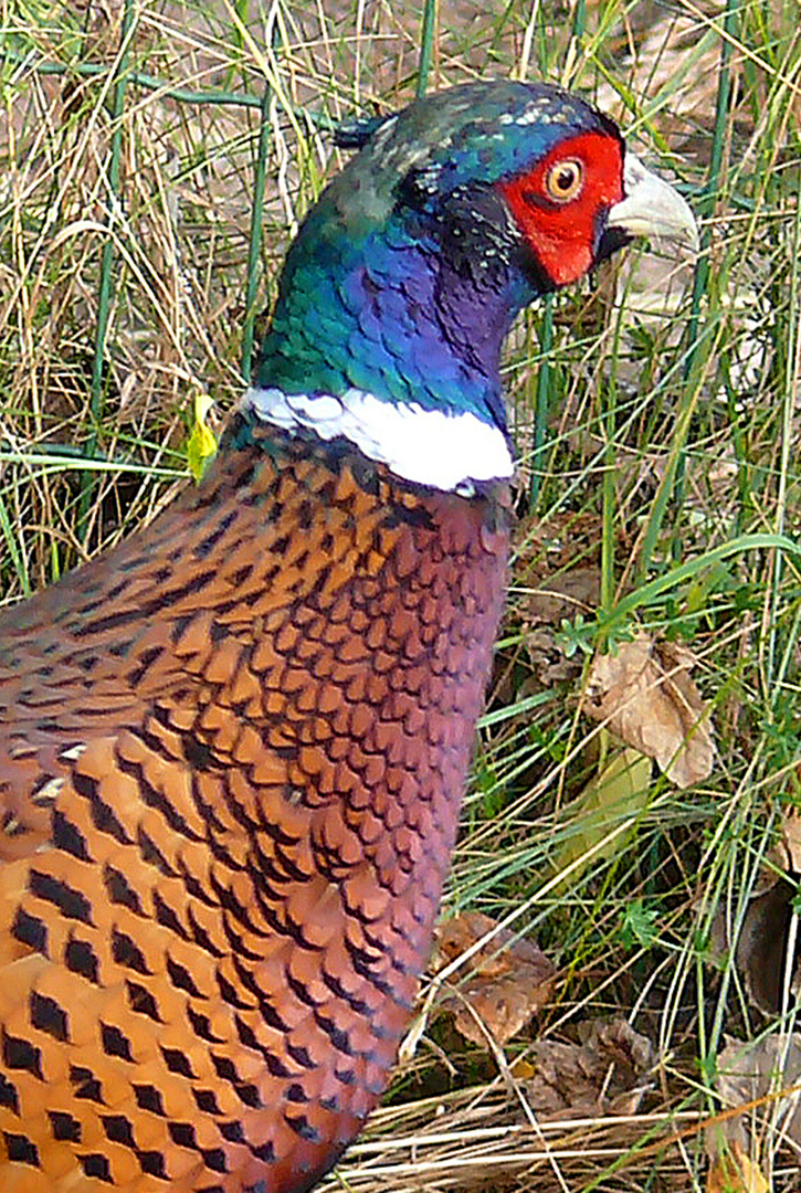 Der Fasan Foto & Bild | spezial, natur, tiere Bilder auf fotocommunity