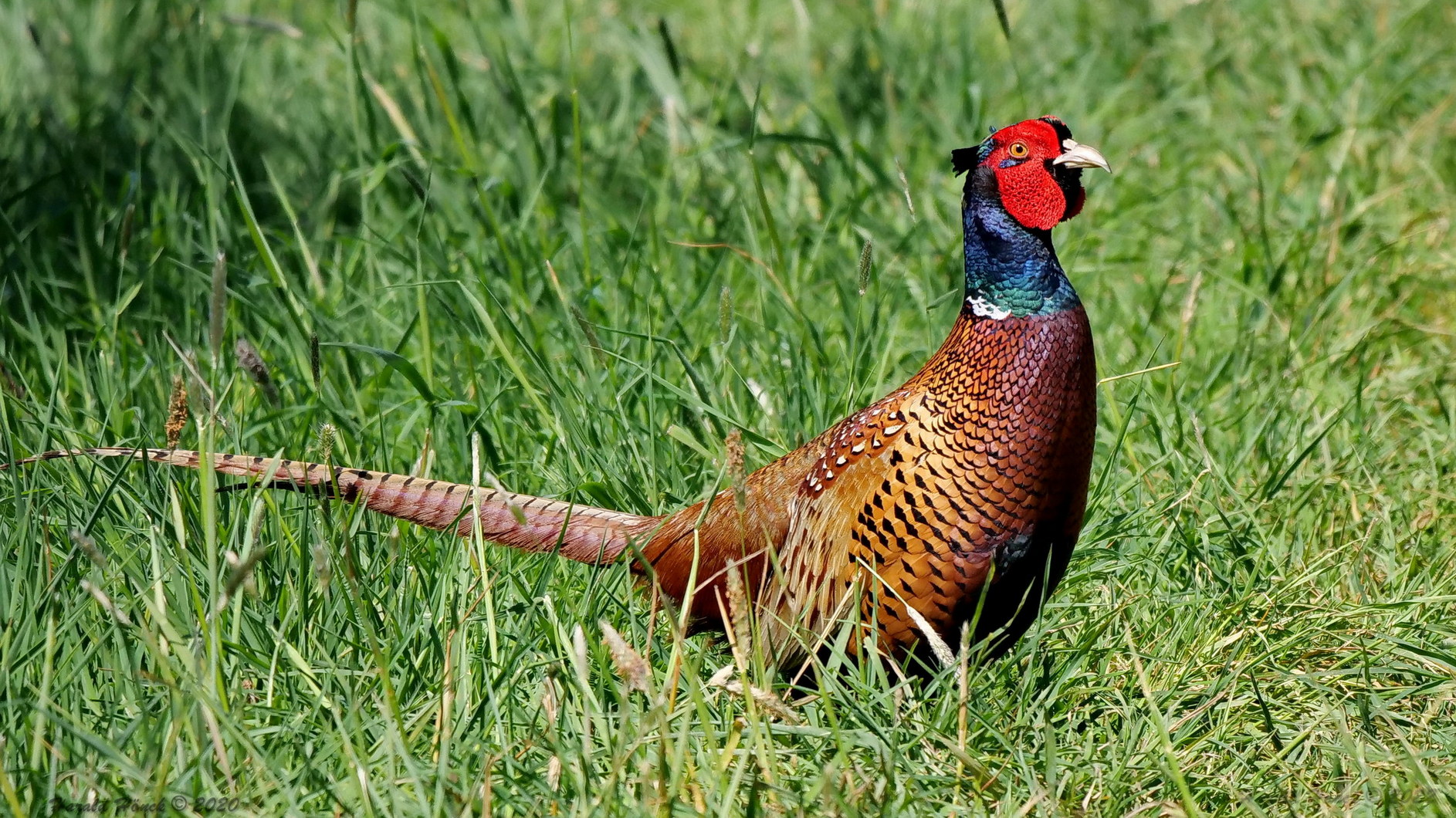 der Fasan.. Foto & Bild | tiere, wildlife, wild lebende vögel Bilder ...
