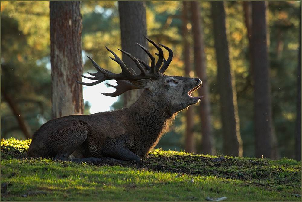 Der Faule ... Foto & Bild | tiere, zoo, wildpark & falknerei ...