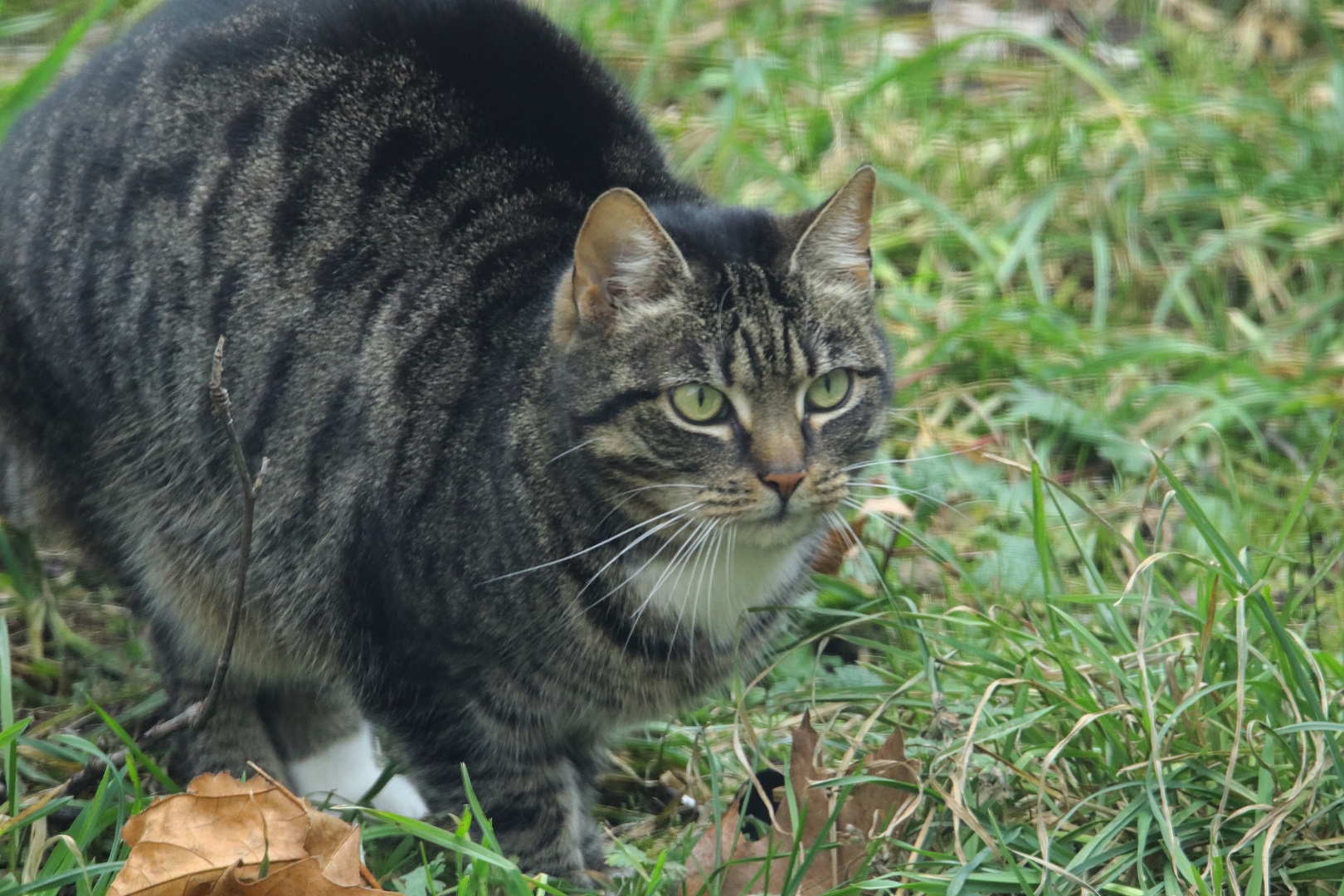 Der Feind an der Futterstelle Foto & Bild | tiere, wildlife, säugetiere ... Der Feind an der Futterstelle Foto & Bild | tiere, wildlife, säugetiere ...