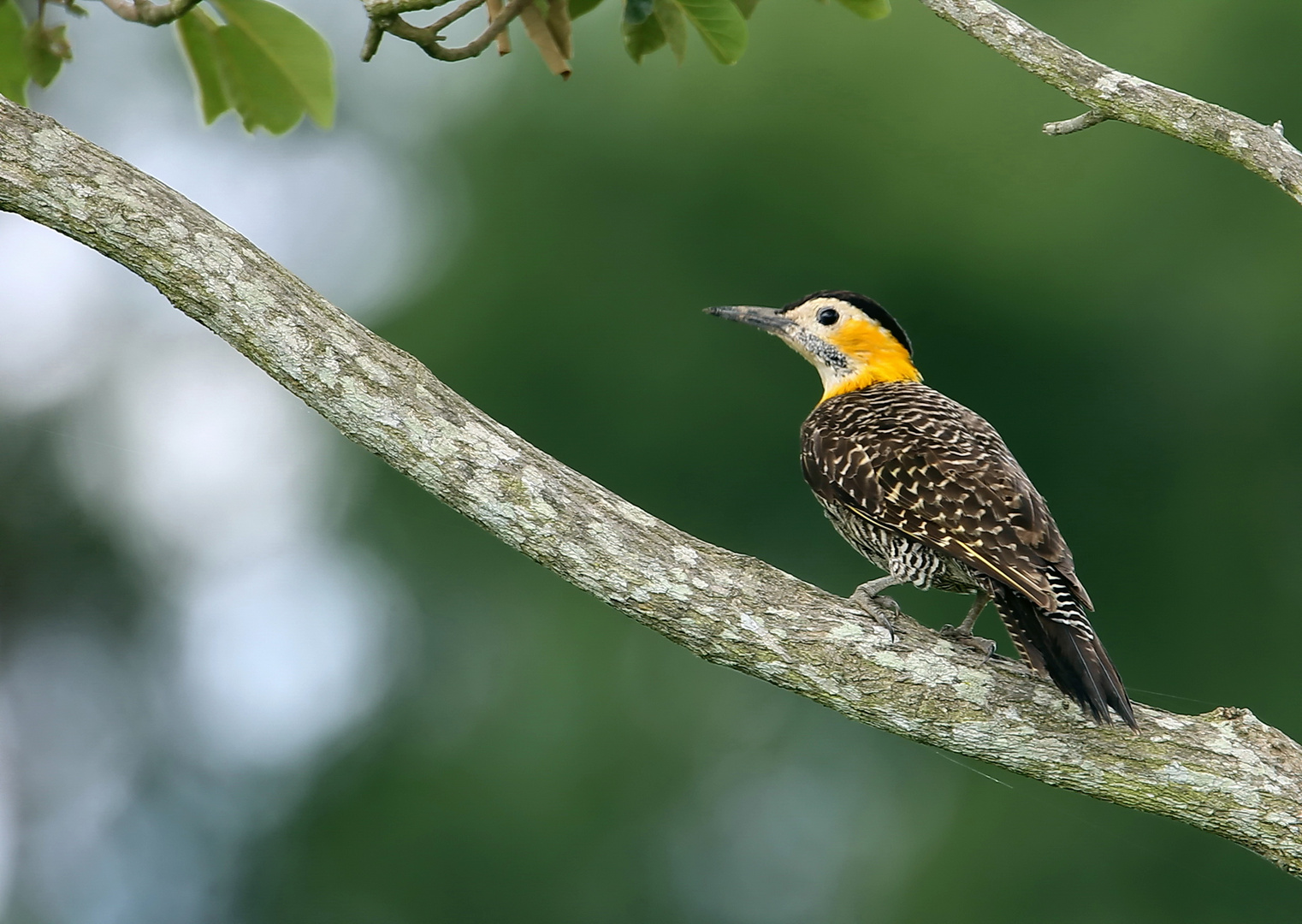 Der Feldspecht (Colaptes campestris), Foto & Bild | tiere, wildlife ...