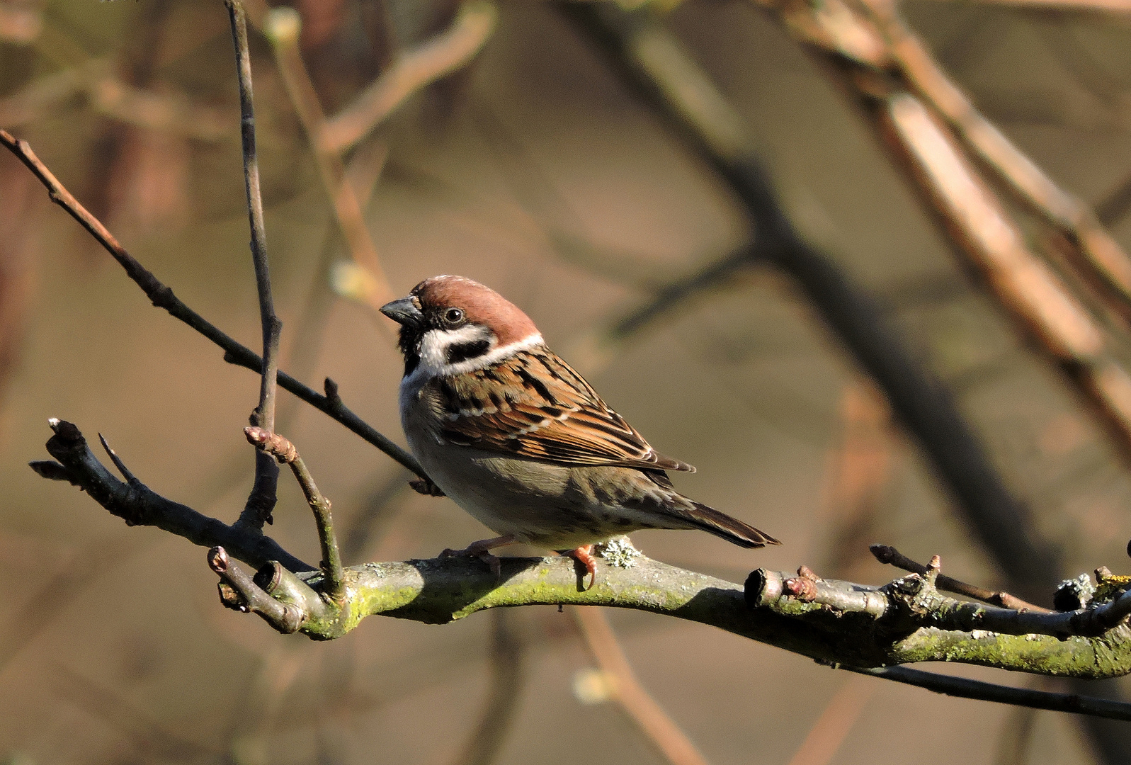 Der Feldsperling Foto & Bild | tiere, wildlife, wild lebende vögel ...
