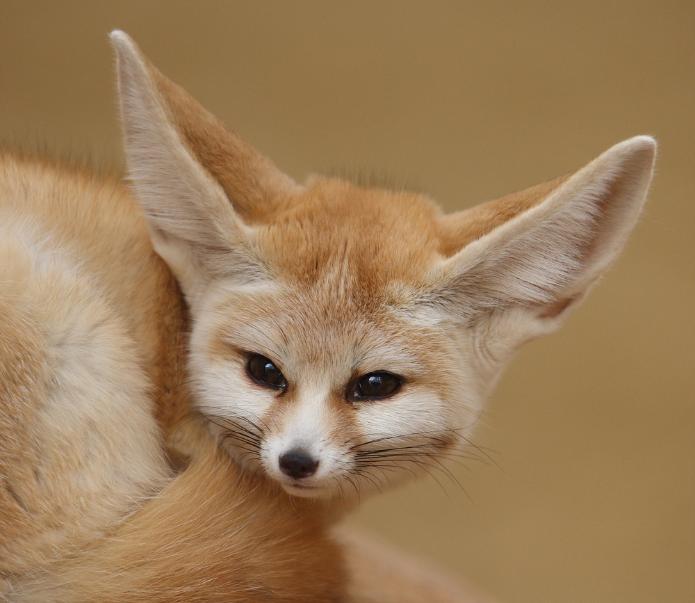 Der "Fennek" Foto & Bild | tiere, zoo, wildpark & falknerei, zoo Bilder ...