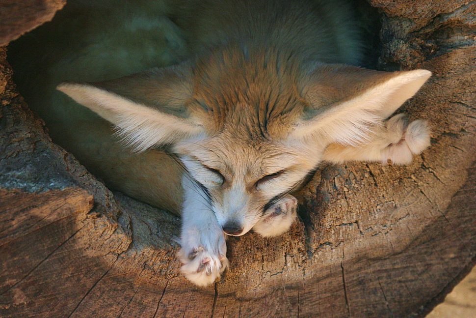 Der Fennek Foto & Bild | tiere, zoo, wildpark & falknerei, säugetiere ...
