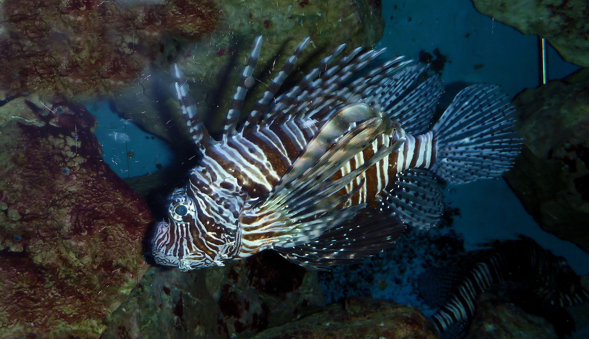 Der Feuerfisch Foto & Bild | tiere, zoo, wildpark & falknerei, zoo ...