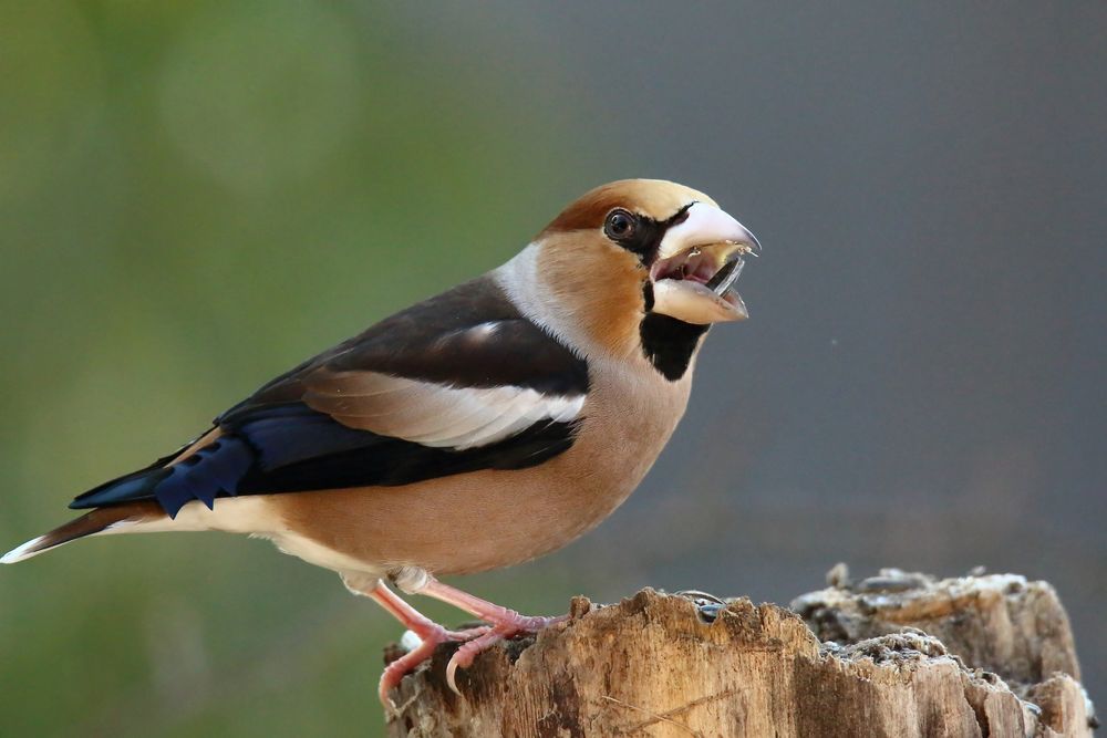 Der Finkenkönig Foto & Bild | natur, tiere, vögel Bilder auf fotocommunity