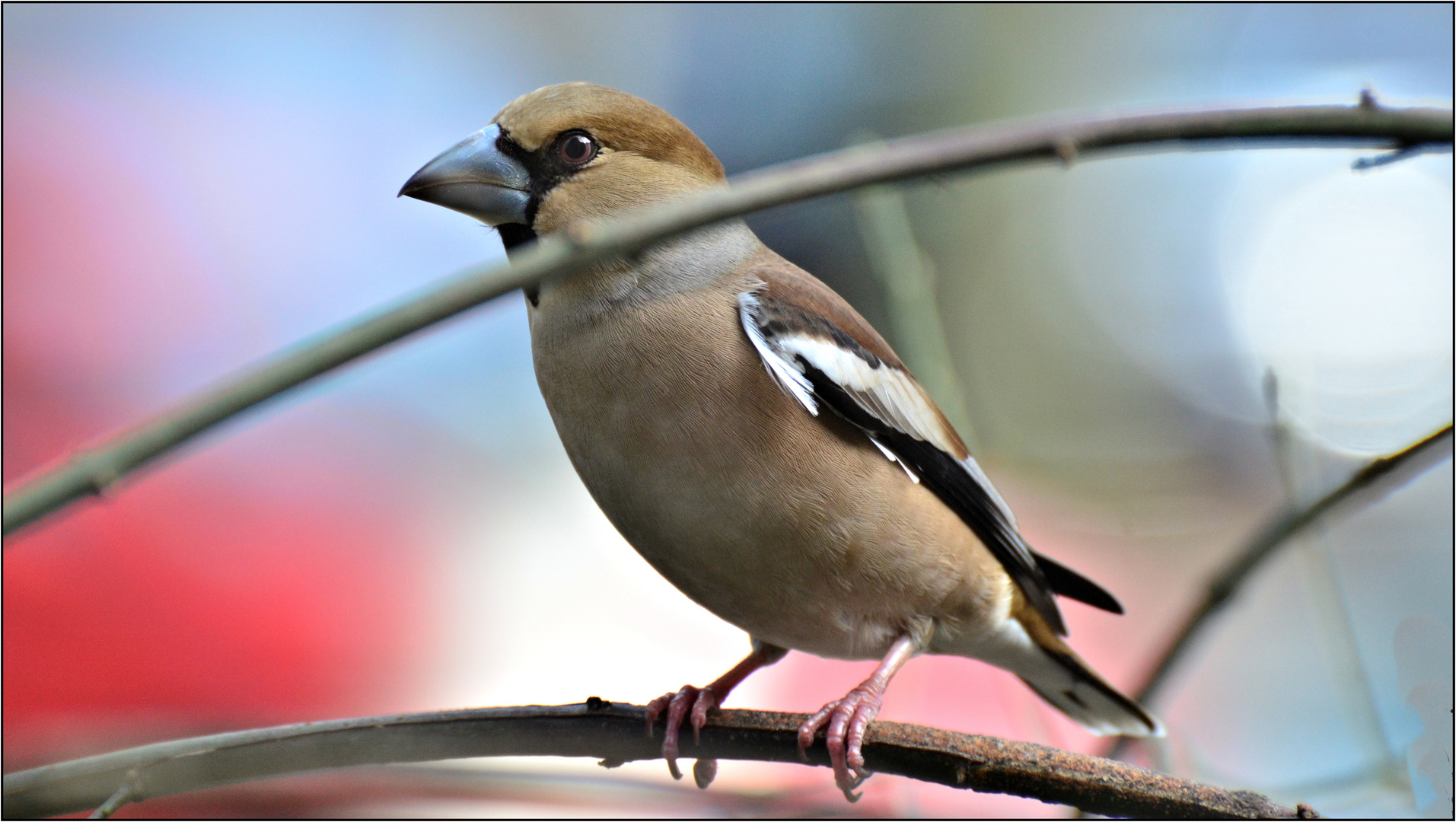 Der Finkenkönig...... Foto & Bild | tiere, wildlife, wild lebende vögel ...