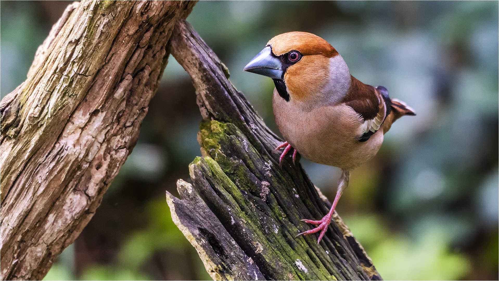 Der Finkenkönig, ein robuster Geselle … Foto & Bild | natur, tiere ...