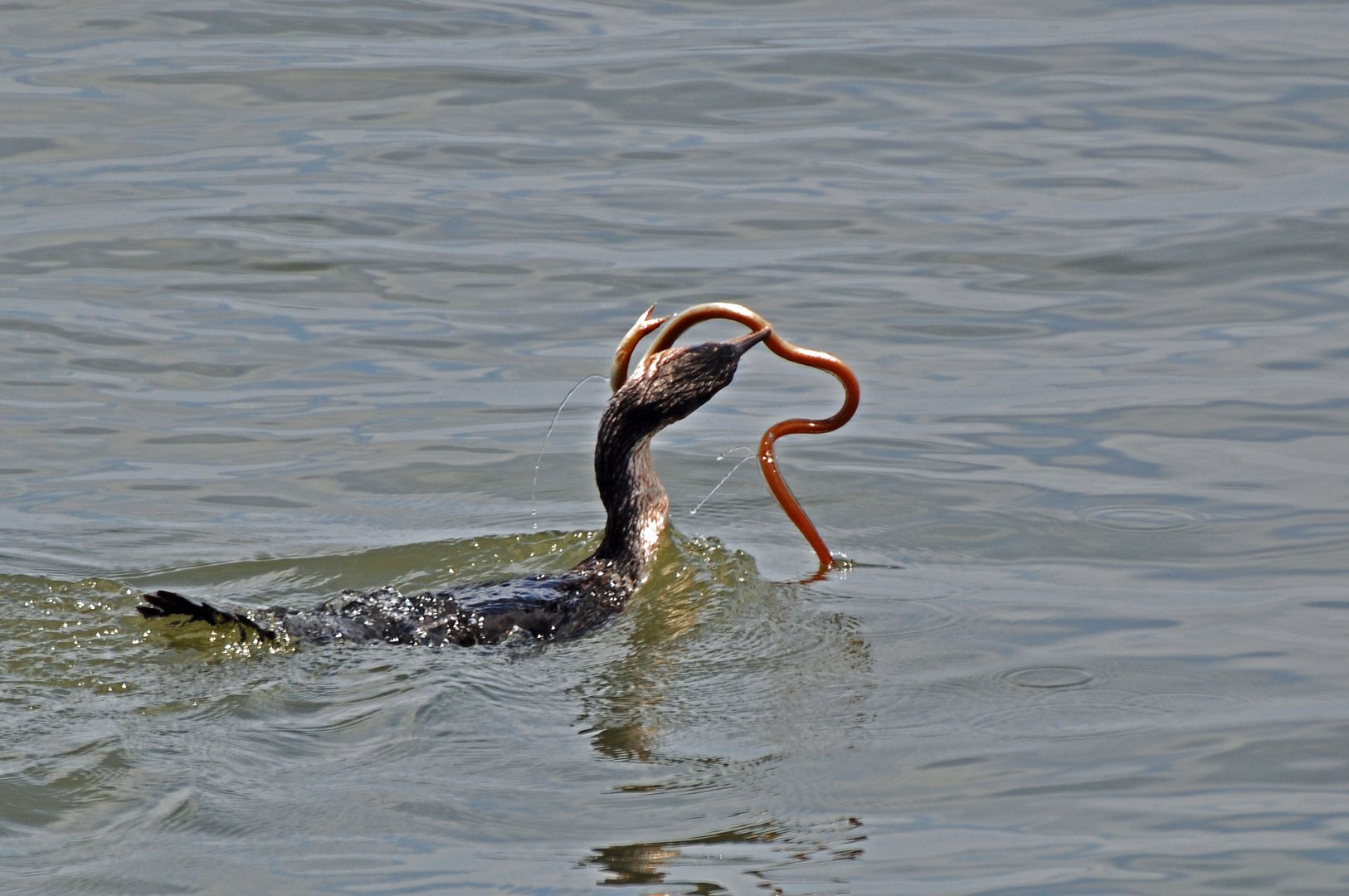 Der Fisch (1) Foto & Bild | africa, southern africa, namibia Bilder auf ...