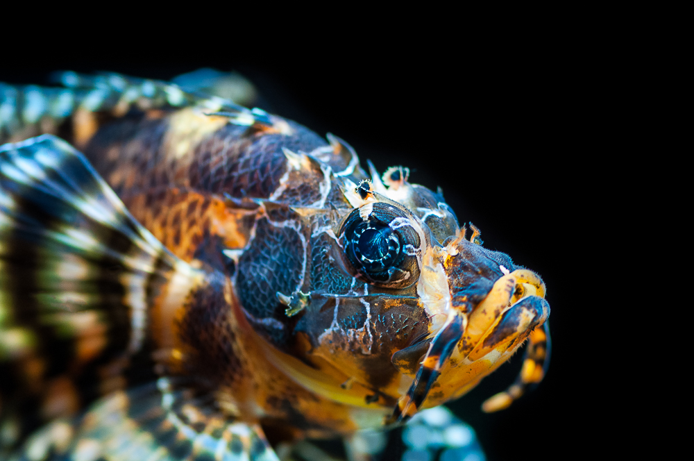 Der Fisch Foto & Bild | tiere, zoo, wildpark & falknerei, zoo: fische ...