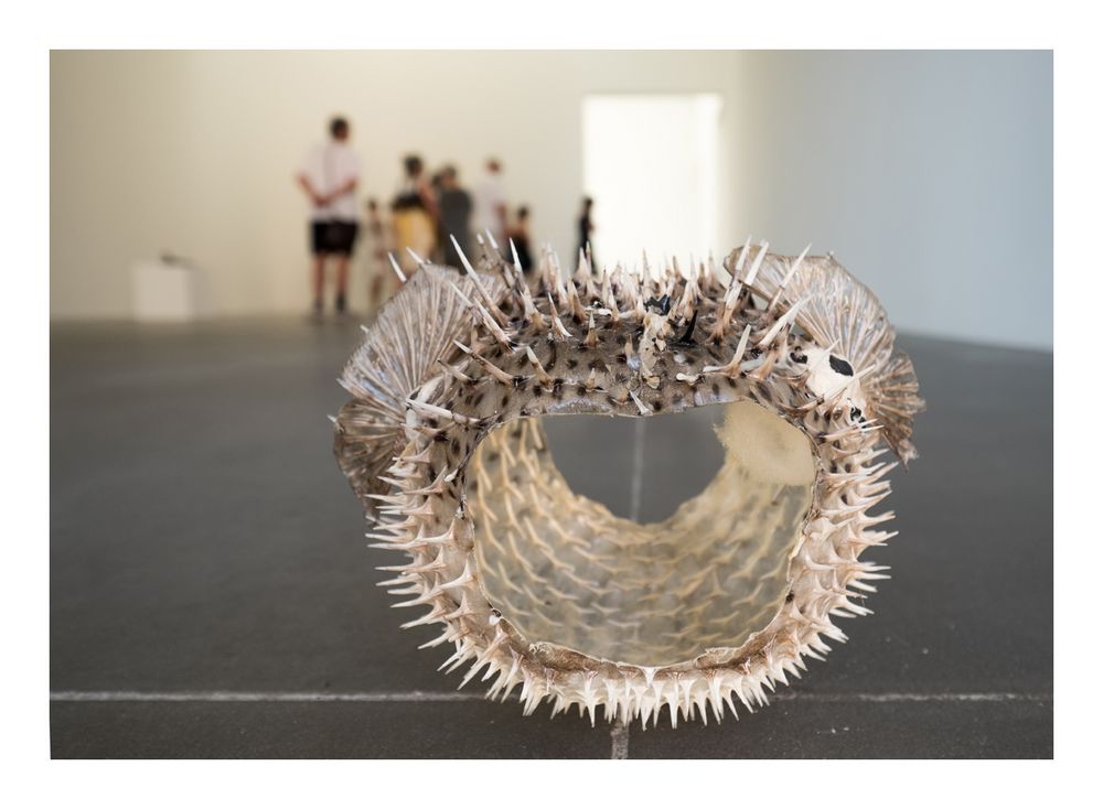 der Fisch Foto & Bild | deutschland, europe, bayern Bilder auf ...