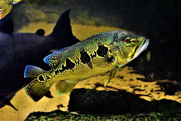 Zoo: Fische Bilder & Fotos