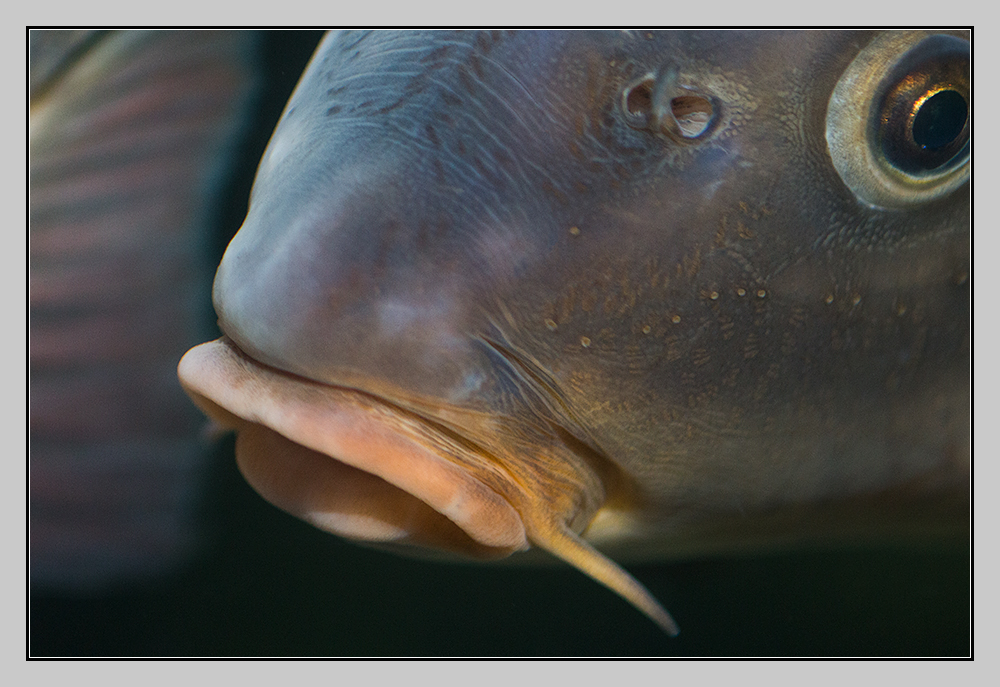 der Fisch Foto & Bild | tierisches, wasser, natur Bilder auf fotocommunity