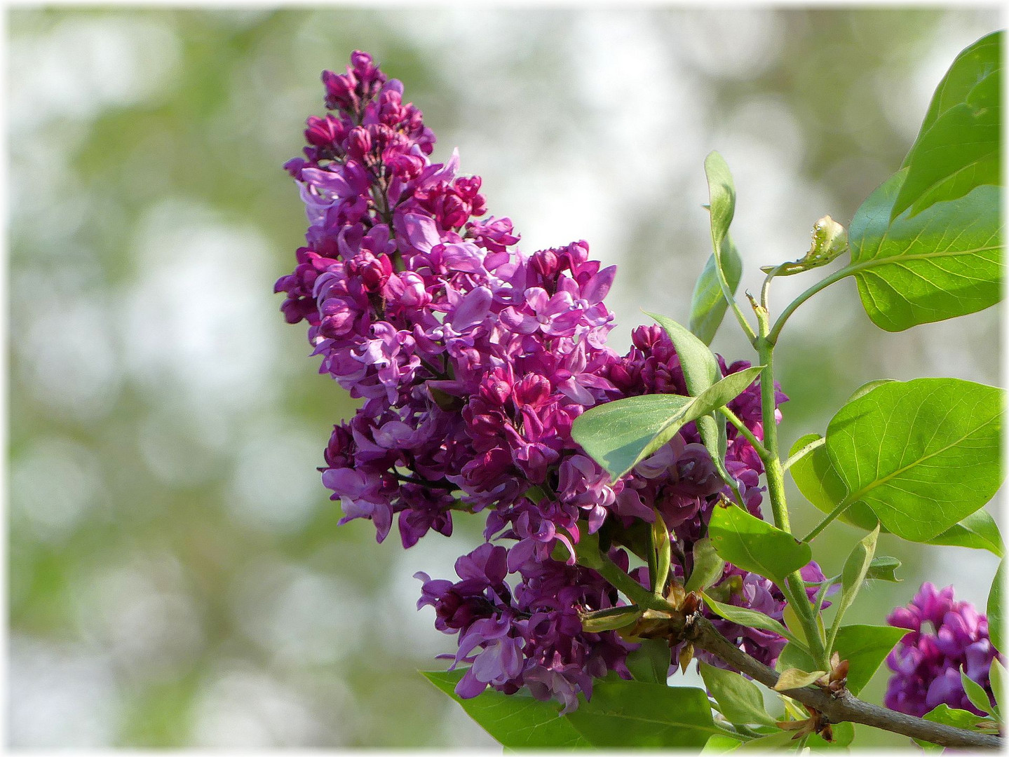 Der Flieder blüht... Foto & Bild | frühling, april, blüten Bilder auf ...
