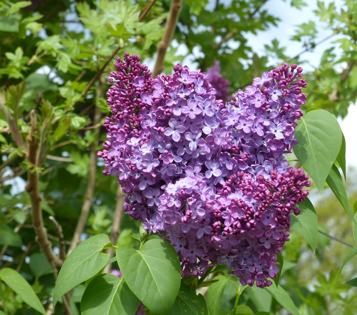 Der Flieder blüht schon in vielen Farben Foto & Bild | pflanzen, pilze ...