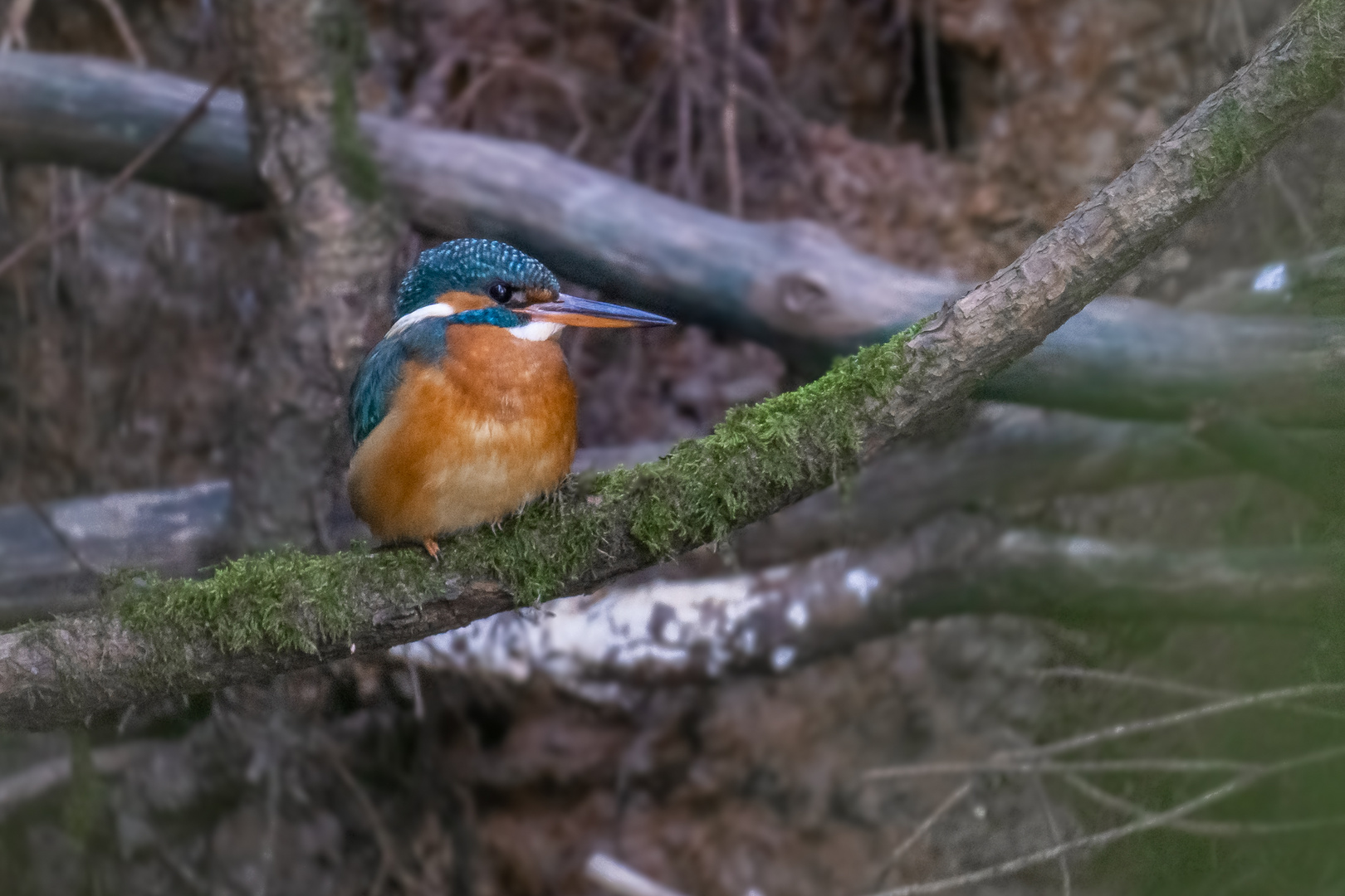 Der Fliegende Edelstein Foto & Bild | tiere, wildlife, wild lebende ...
