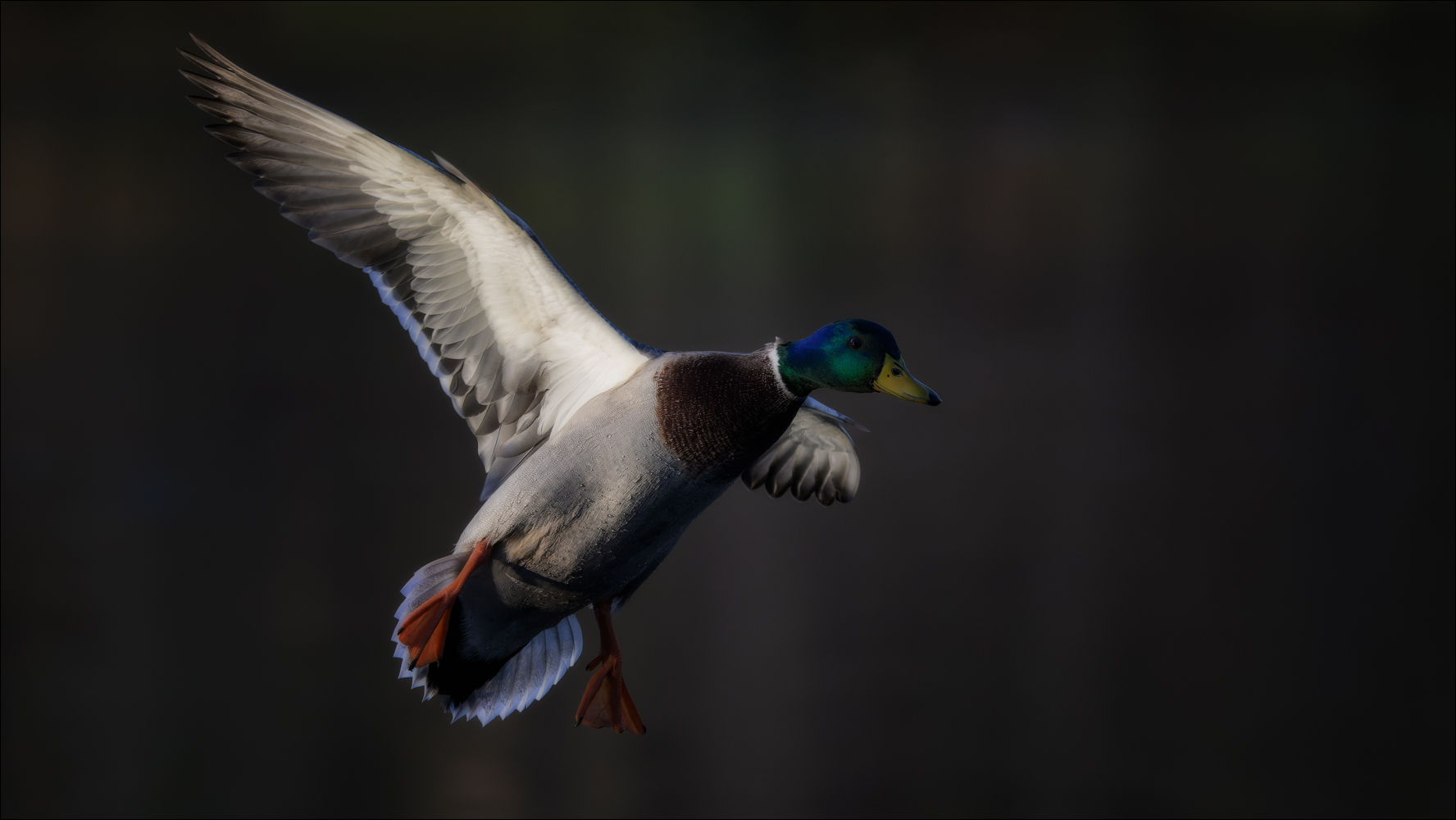 Der fliegende Erpel Foto & Bild | tiere, wildlife, wild lebende vögel ...