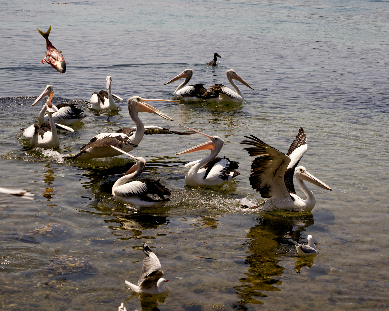 Der fliegende Fisch..... Foto & Bild | australia & oceania, australia ...