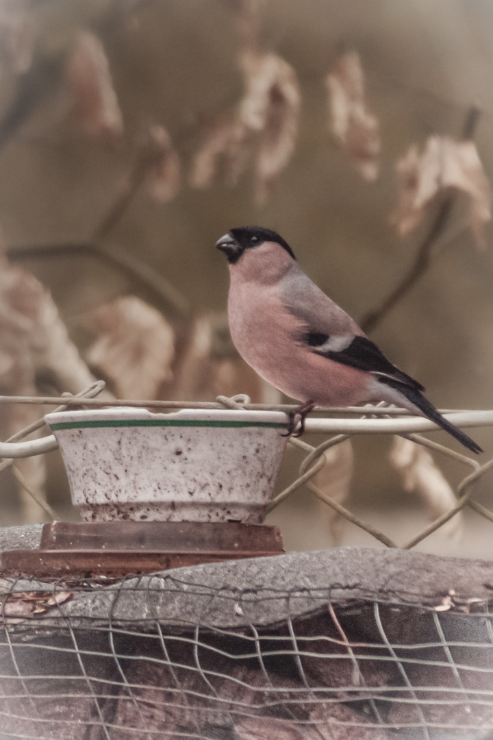 Der fliegende Pfaffe Foto & Bild | tiere, wildlife, wild lebende vögel ...