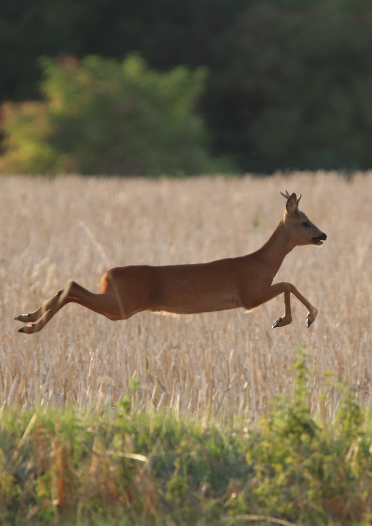 Der fliegende Rehbock Foto & Bild | tiere, wildlife, säugetiere Bilder ...