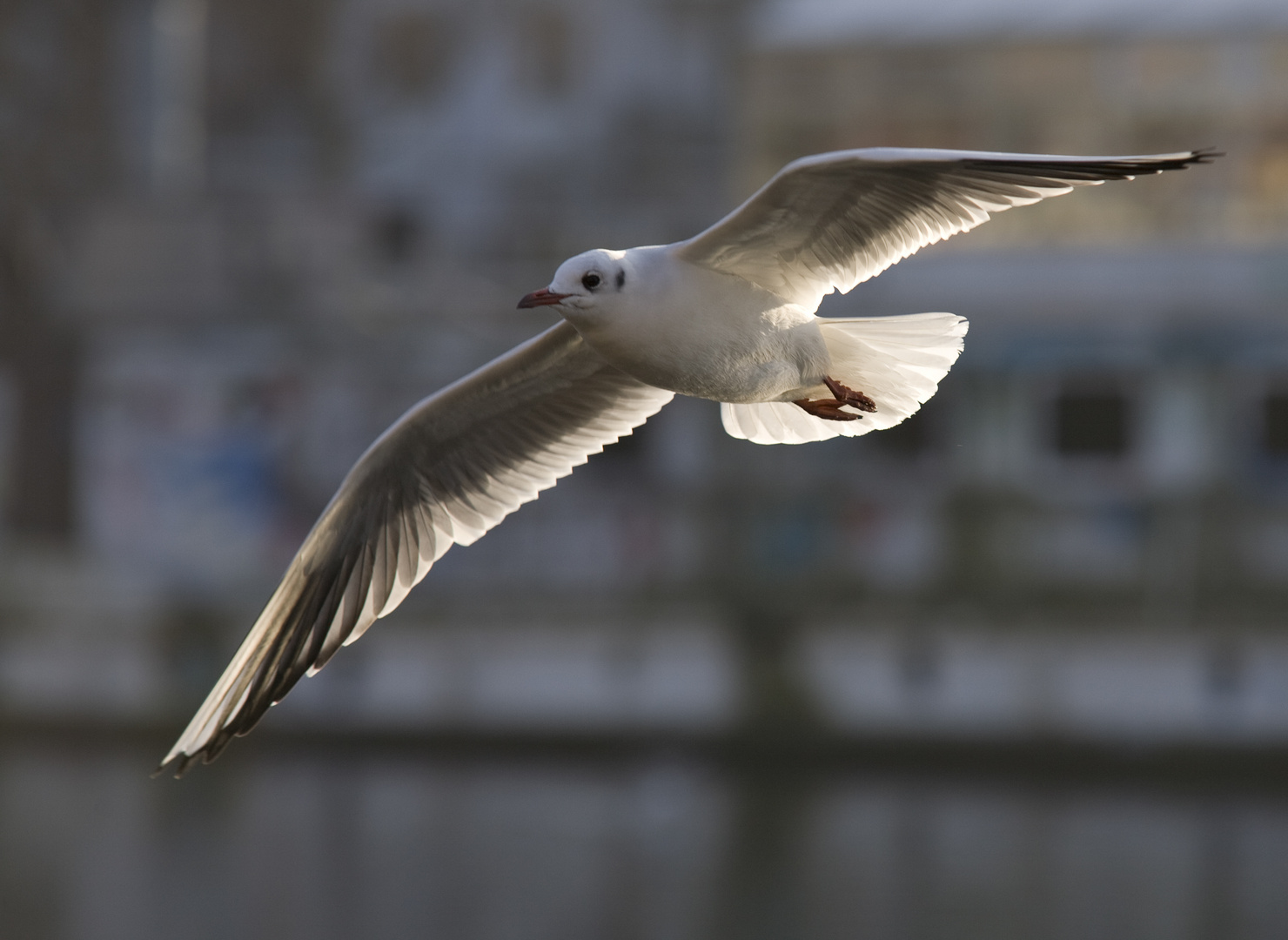 Der fliegende Vogel getarnt als fliegende Möwe Foto & Bild | tiere ...