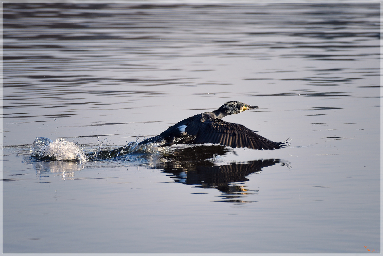 Der Flitzer Foto & Bild | natur, tiere, vögel Bilder auf fotocommunity
