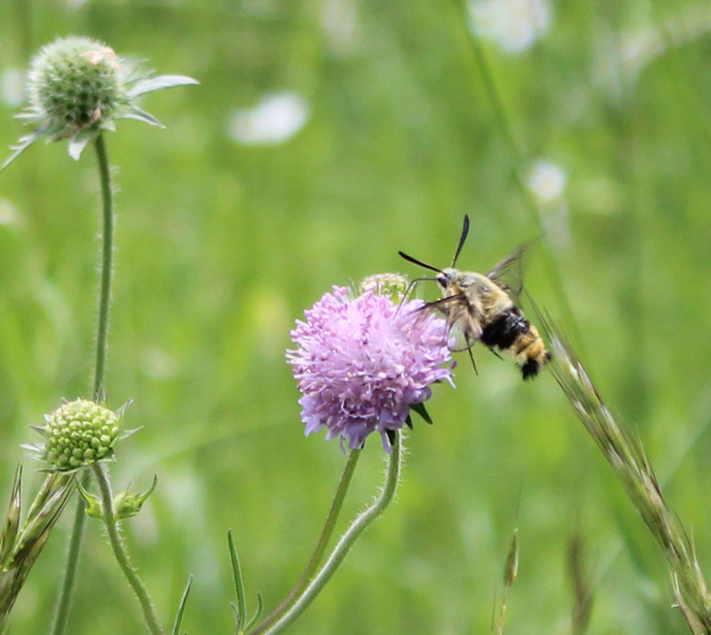 Der Flitzer Foto & Bild | schmetterlinge, natur, tiere Bilder auf ...