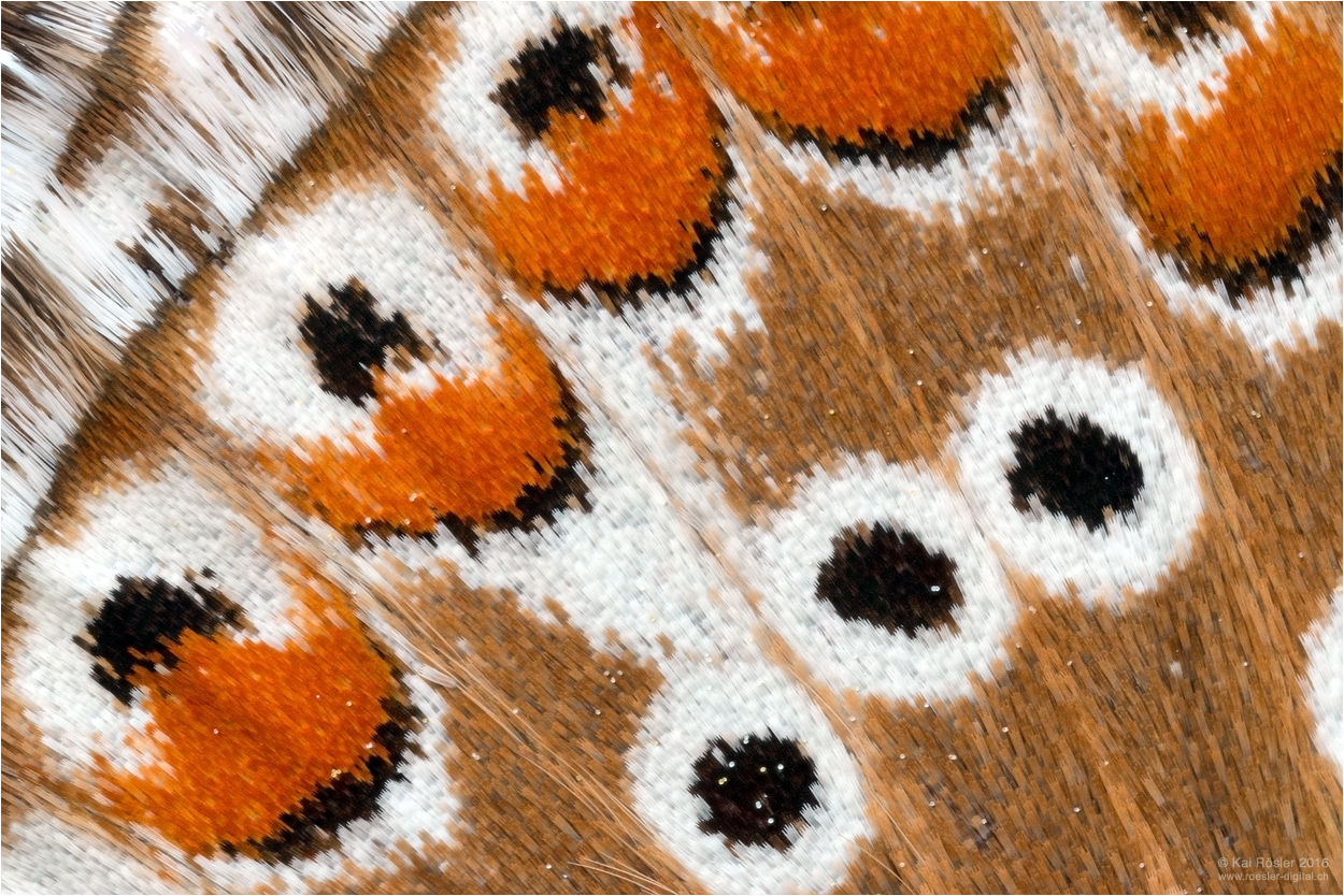 Der Flügel Foto & Bild | makro, natur, flügel Bilder auf fotocommunity