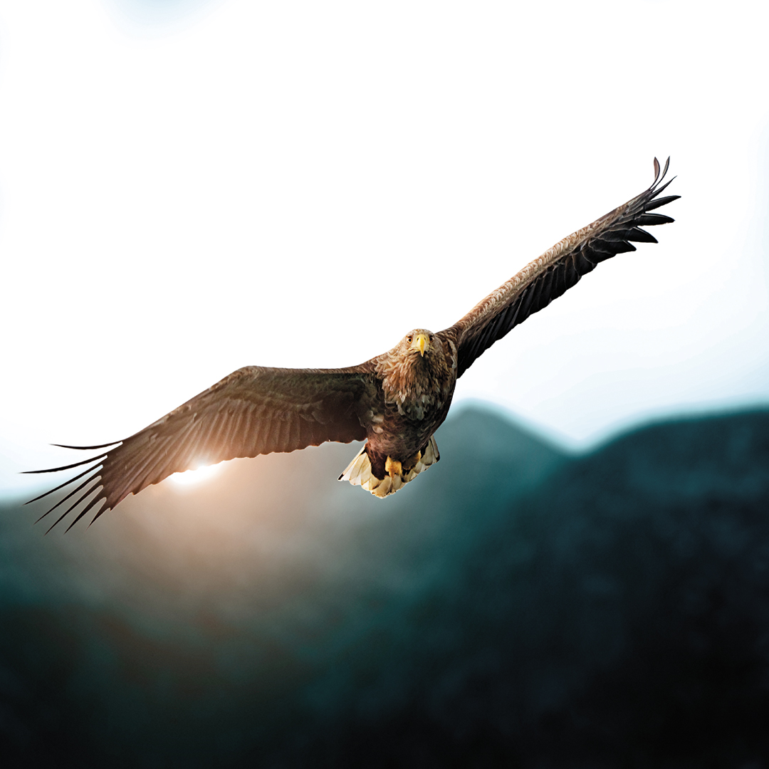 Der Flug Foto & Bild | tiere, wildlife, wild lebende vögel Bilder auf ...