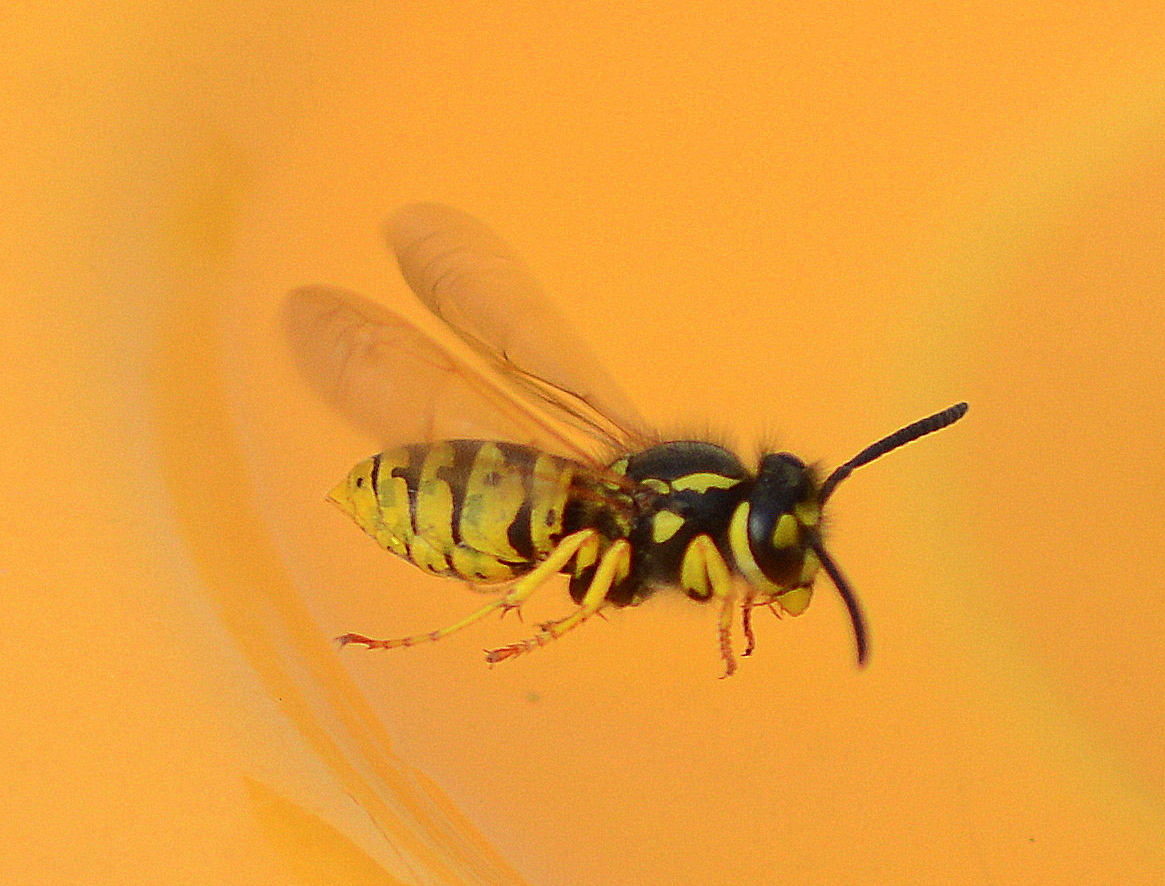 der flug Foto & Bild | tiere, wildlife, insekten Bilder auf fotocommunity