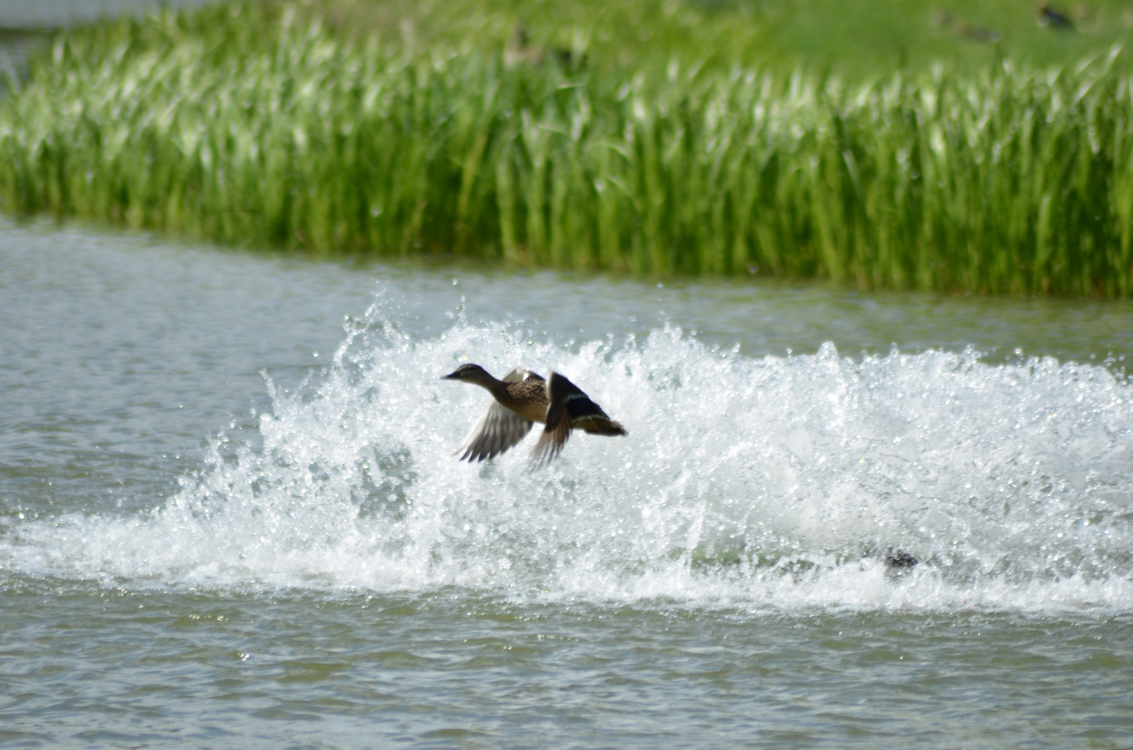 Der Flug Foto & Bild | natur, zoo, tiere Bilder auf fotocommunity