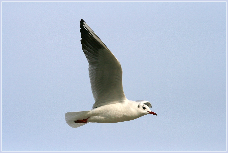 Der Flug..... Foto & Bild | tiere, wildlife, wild lebende vögel Bilder ...