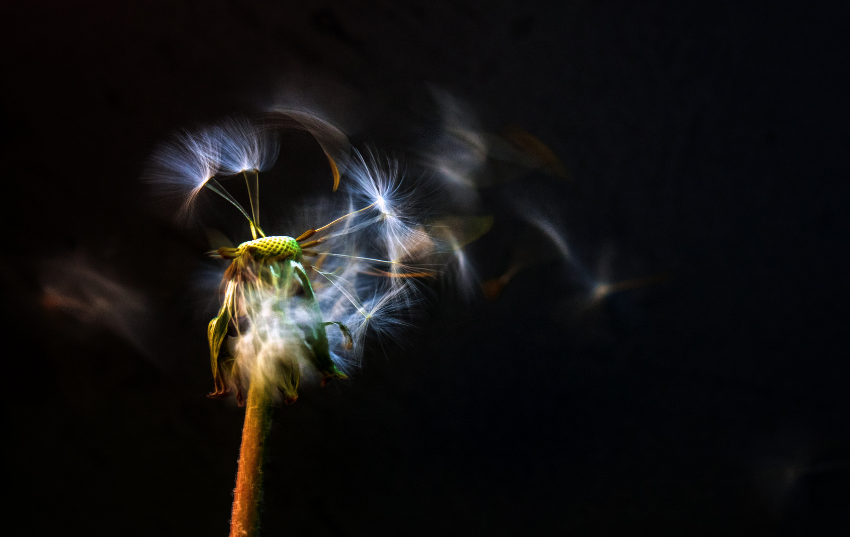 Der Flug beginnt Foto & Bild | pflanzen, pilze & flechten, blüten ...
