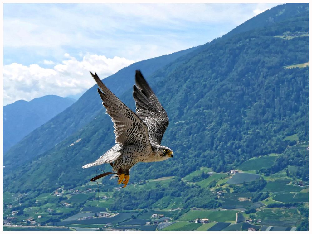 Der Flug des Falken Foto & Bild | tiere, zoo, wildpark & falknerei ...