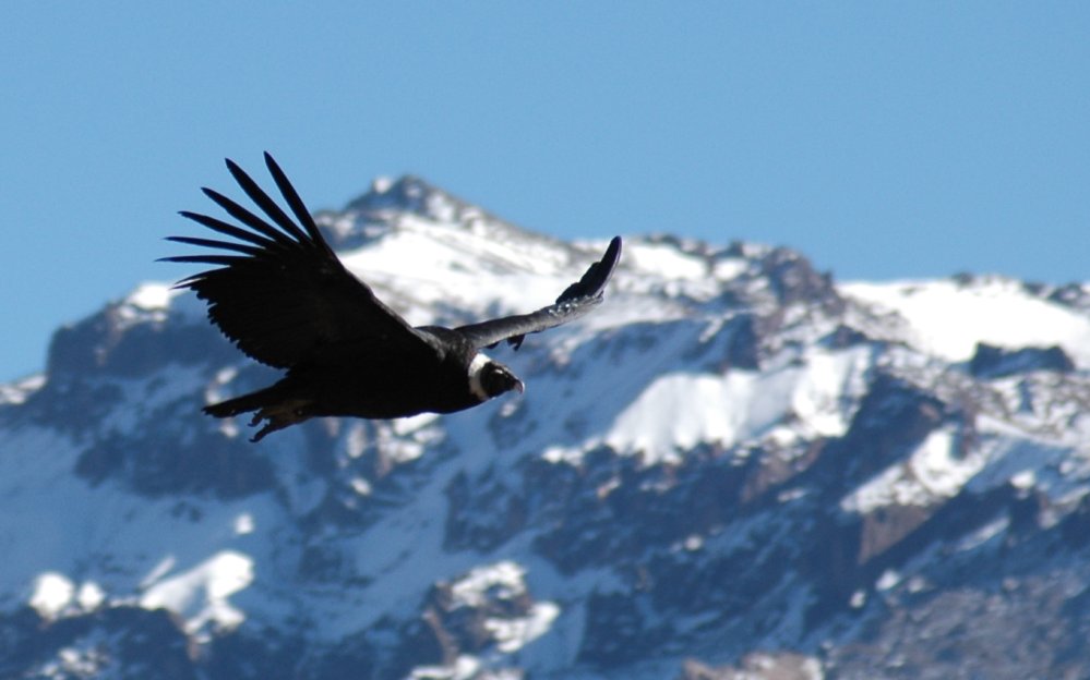 Der Flug des Kondor Foto & Bild | tiere, wildlife, wild lebende vögel ...